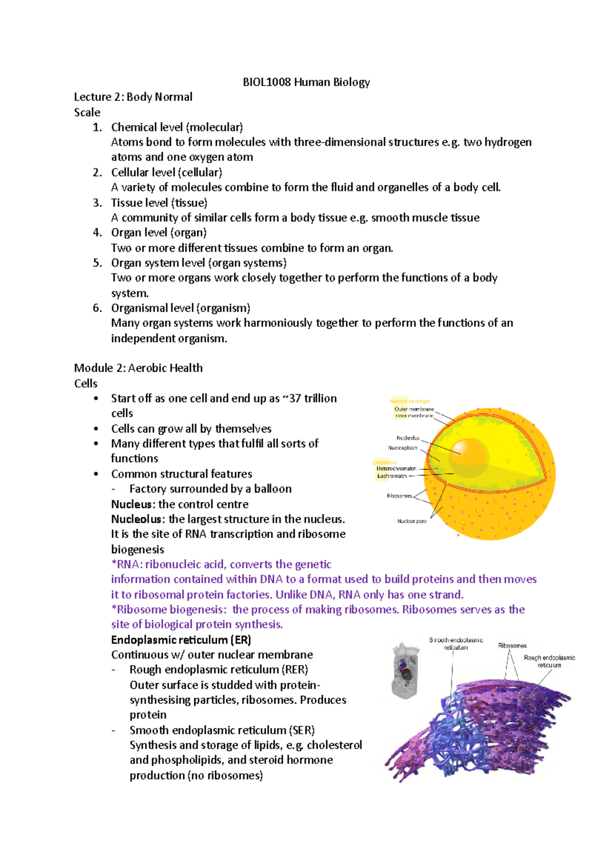 BIOL1008 Human Biology - Chemical level (molecular) Atoms bond to form ...