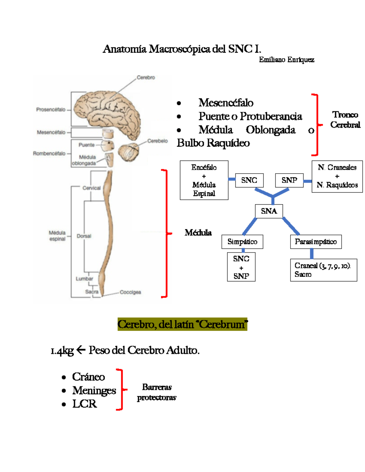 Neuroanatomia Macróscopica SNC - Anatomía Macroscópica del SNC I ...