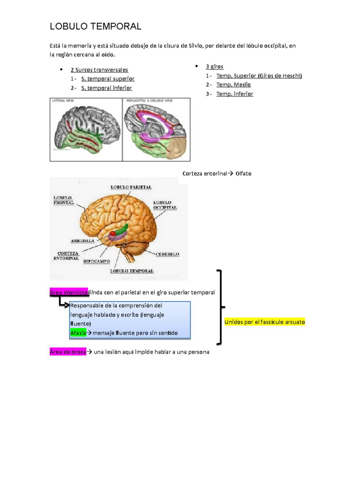 Lobulo temporal - LOBULO TEMPORAL Está la memoria y está situado debajo ...