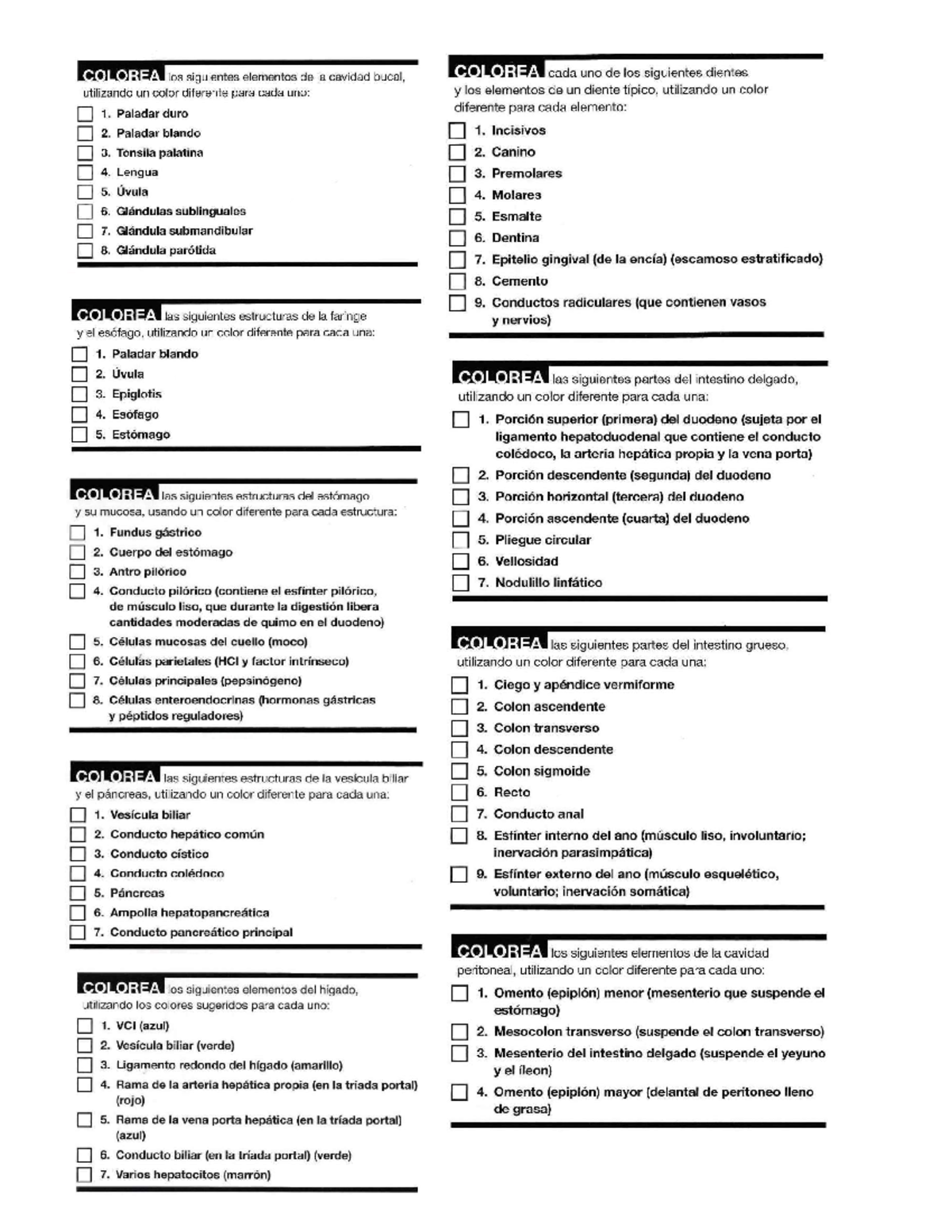Sistema Digestivo - Netter Colorear - Morfología Y Fisiología II - Studocu