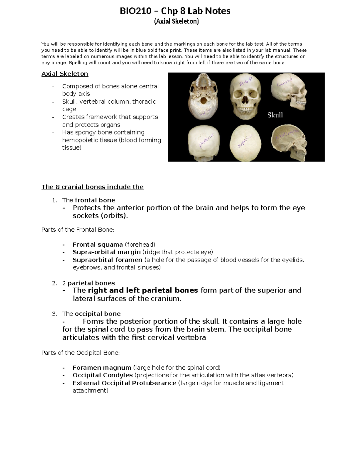 BIO210LAB- Axial Skeleton Notes Chapter 8 - (Axial Skeleton) You will ...