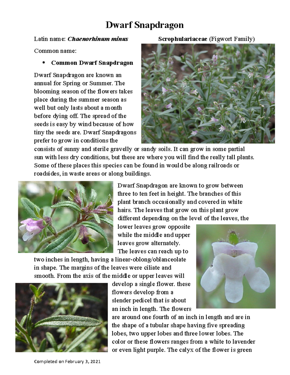 Dwarf Snapdragon - Short essay about invasive species - Dwarf ...