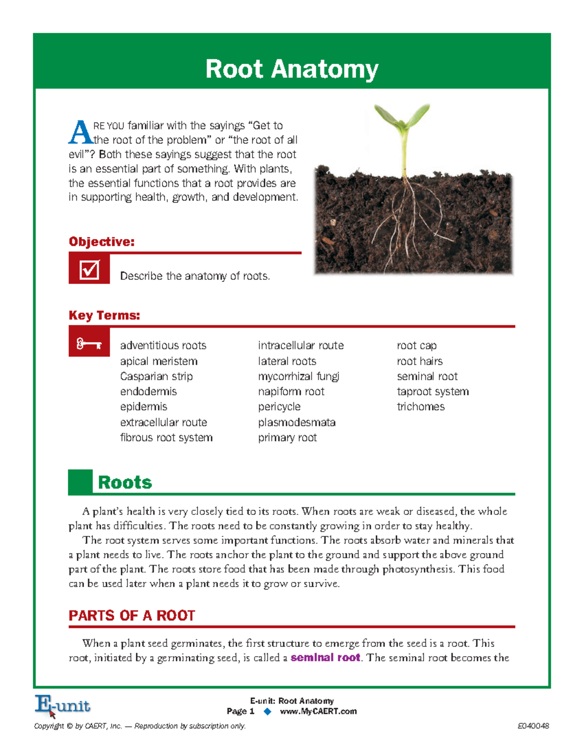 Roots - Root Anatomy A RE YOUfamiliar with the sayings “Get to the root ...