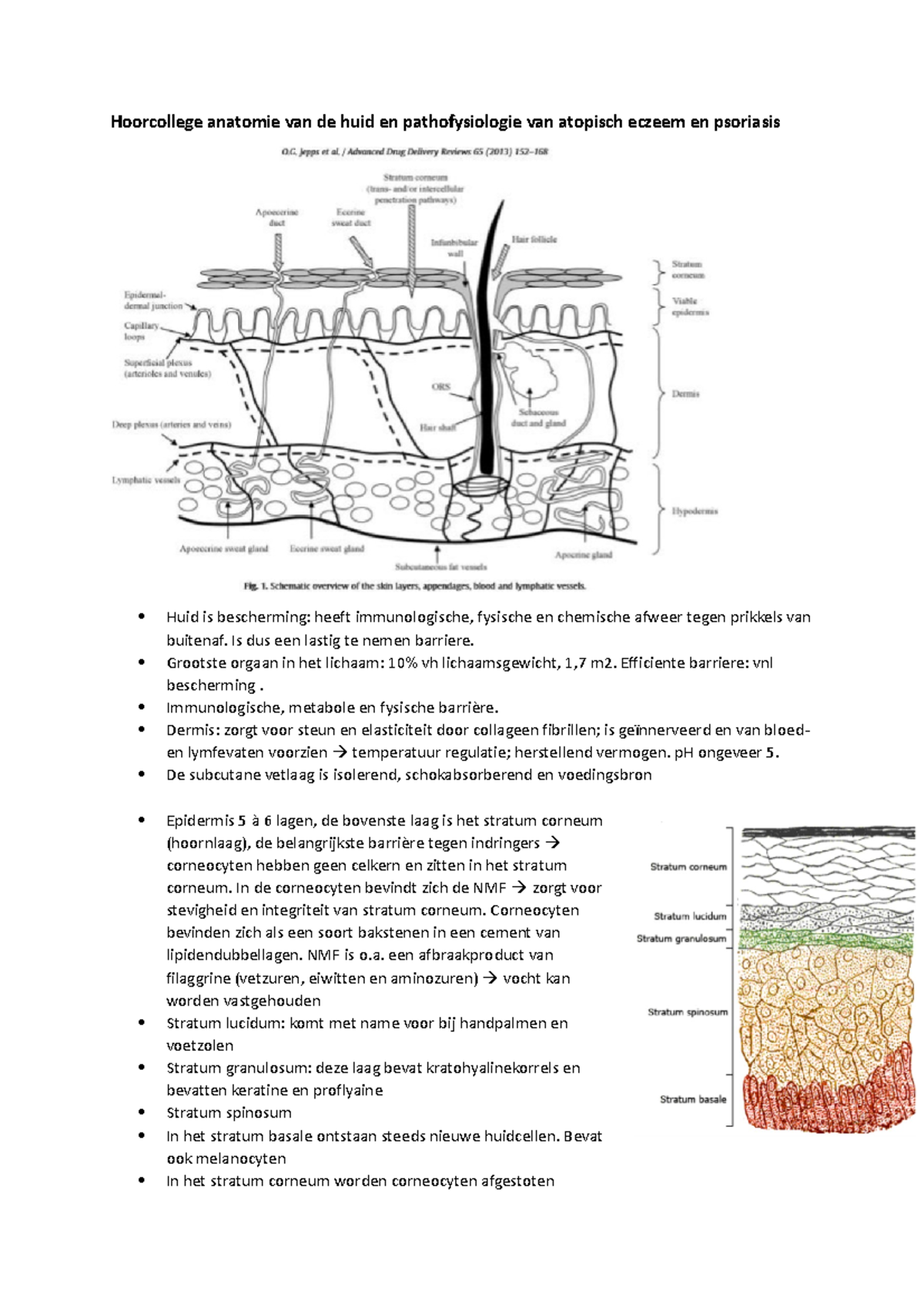 Hoorcollege anatomie van de huid en pathofysiologie van atopisch eczeem ...