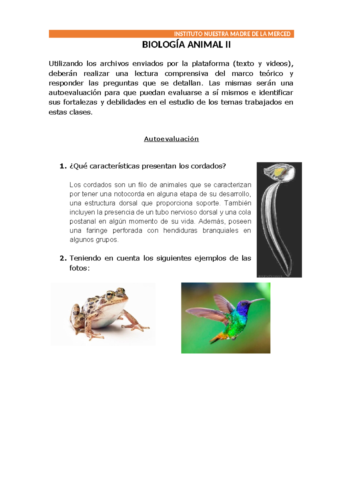 Actividad. Biología Animal II 2024-1 - BIOLOGÍA ANIMAL II Utilizando ...