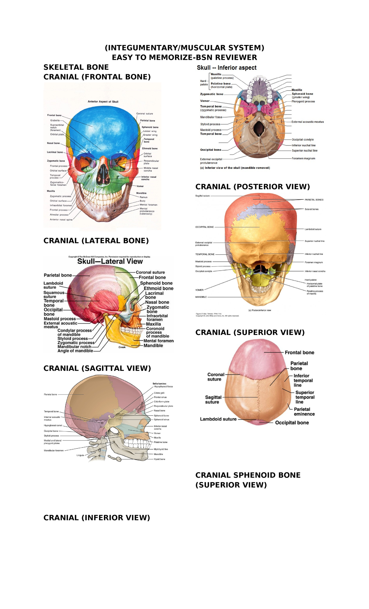 Anatomy and Physiology - (INTEGUMENTARY/MUSCULAR SYSTEM) EASY TO ...