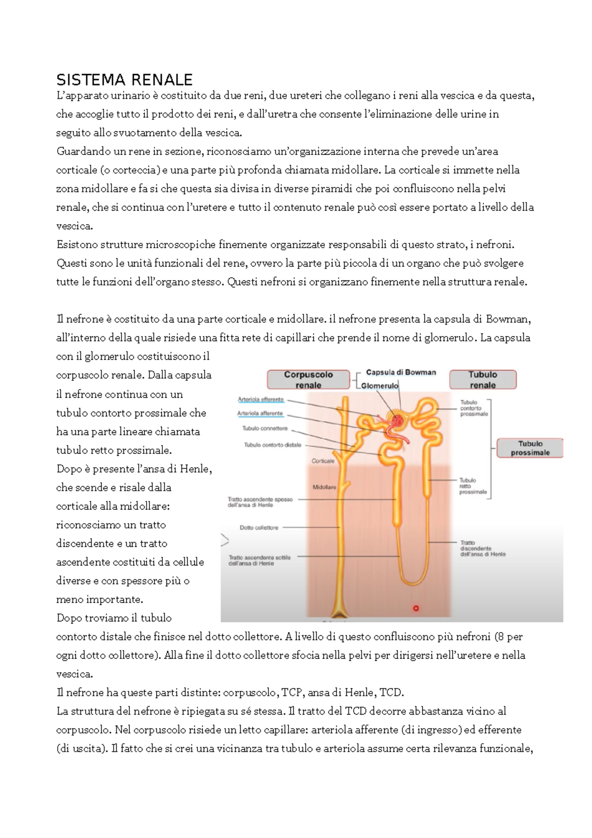 fisiologia del sistema renale - SISTEMA RENALE L’apparato urinario è ...