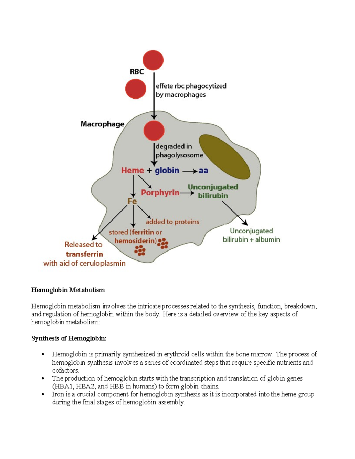 Hemoglobin Metabolism - Hemoglobin Metabolism Hemoglobin metabolism ...