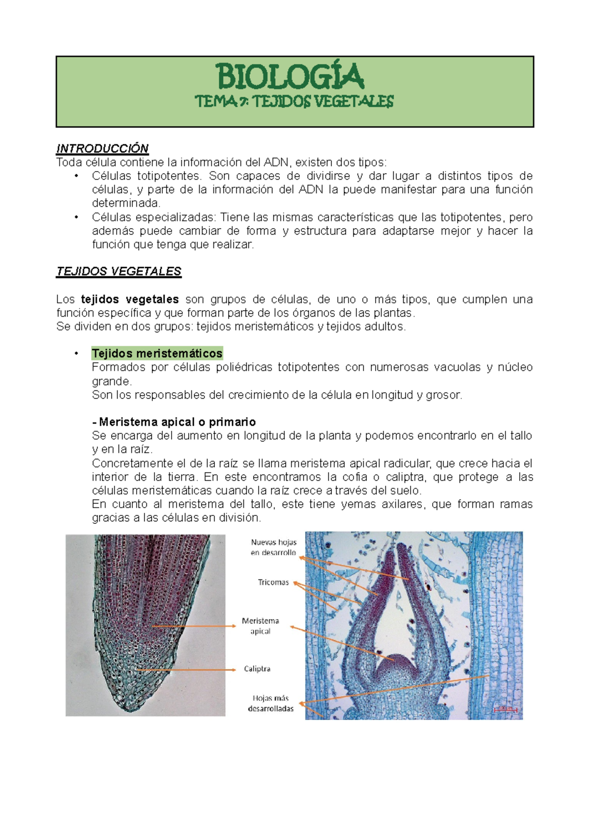 Biología TEMA 7- Tejidos Vegetales - BIOLOGÍA TEMA 7: TEJIDOS VEGETALES INTRODUCCIÓN Toda célula ...