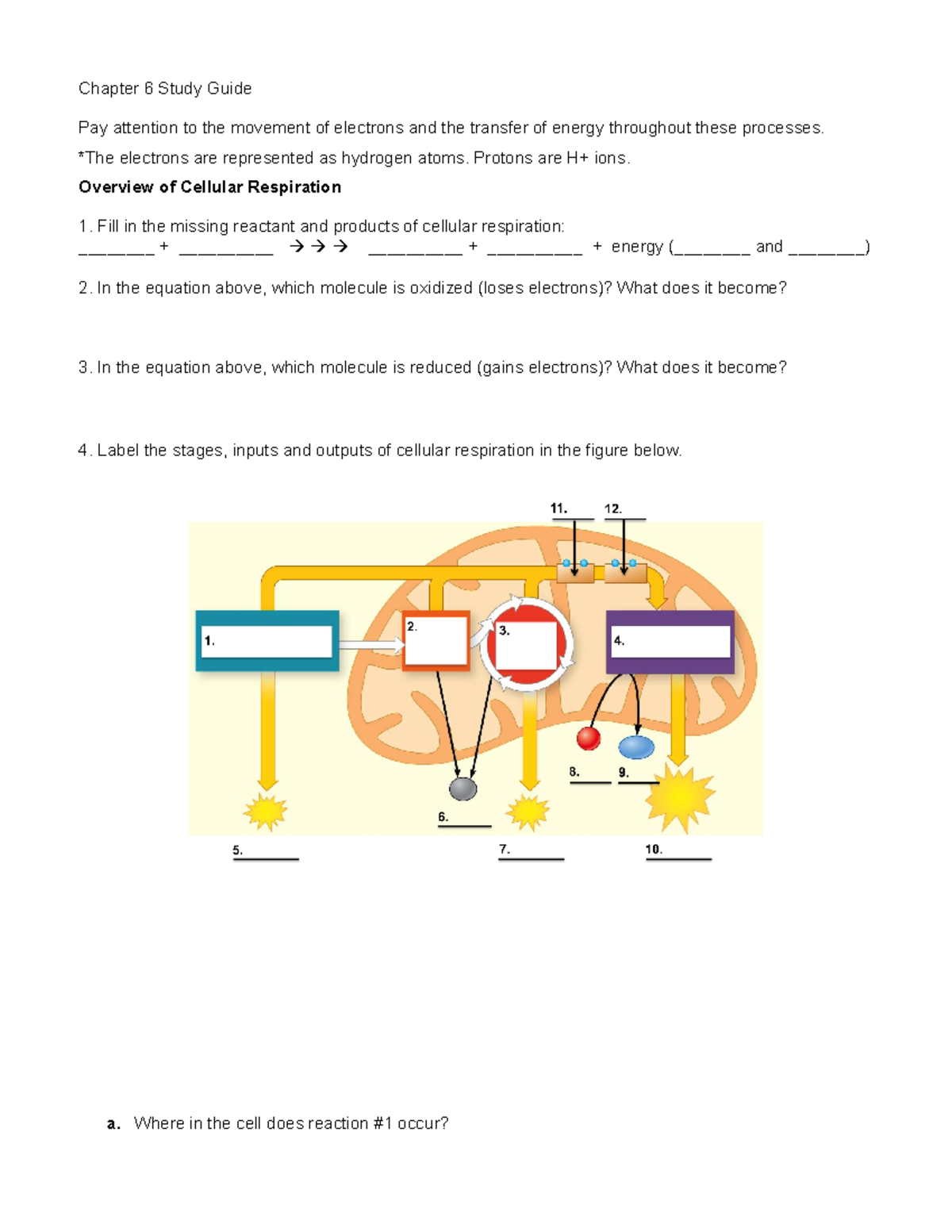 Cellular respiration learning check - Chapter 6 Study Guide Pay ...