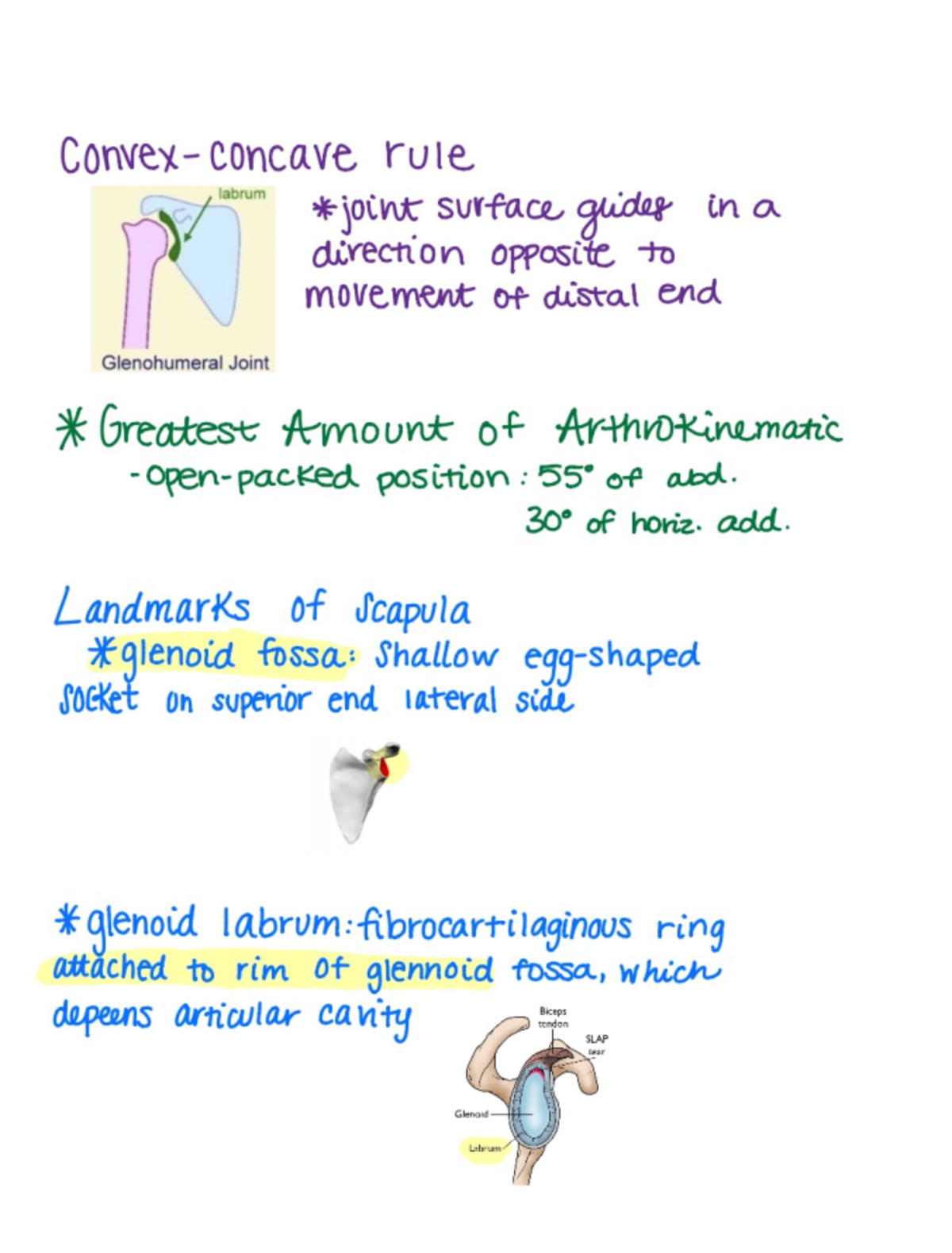 OTA 4 - OTA notes/practices notes - Convex. concave rule labrum joint ...