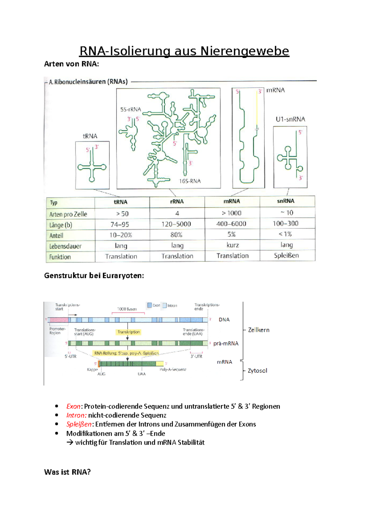 RNA-Isolierung - Zusammenfassung Zellbiologie I - aus Nierengewebe ...