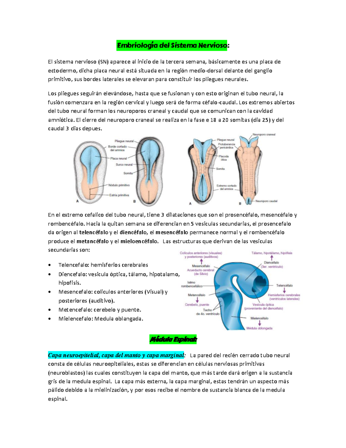 Embriología del Sistema Nervioso - Embriología del Sistema Nervioso: El ...