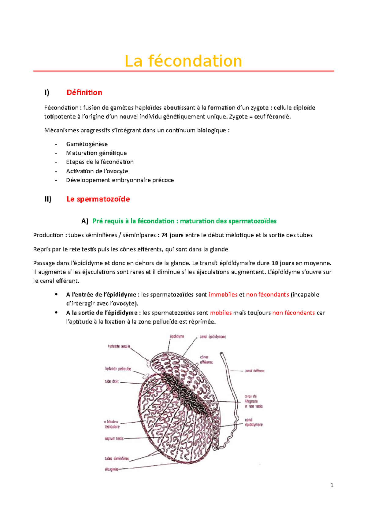 La fécondation PACES - La fécondation I) Définition Fécondation ...