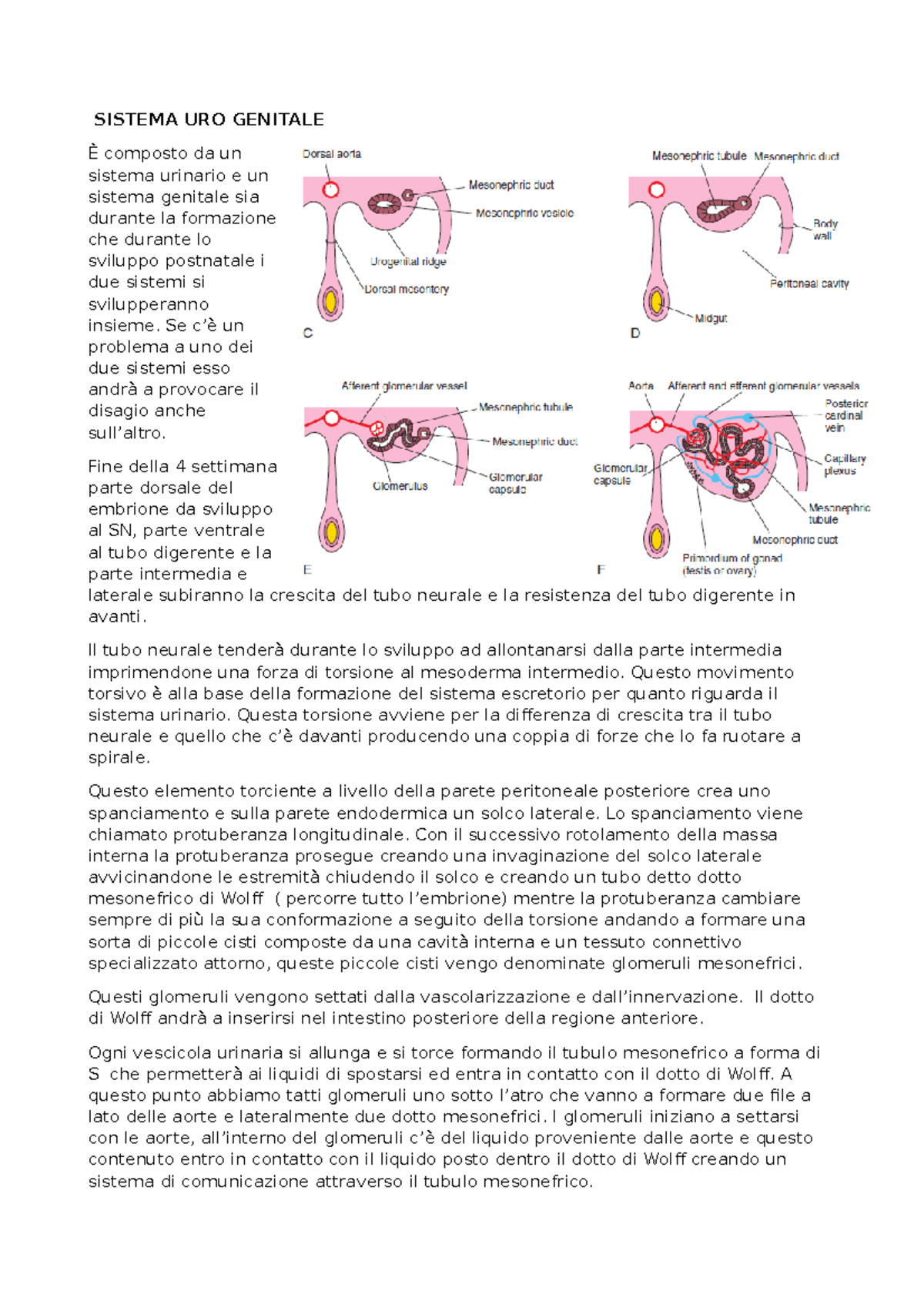 Sistema URO Genitale - SISTEMA URO GENITALE È composto da un sistema ...