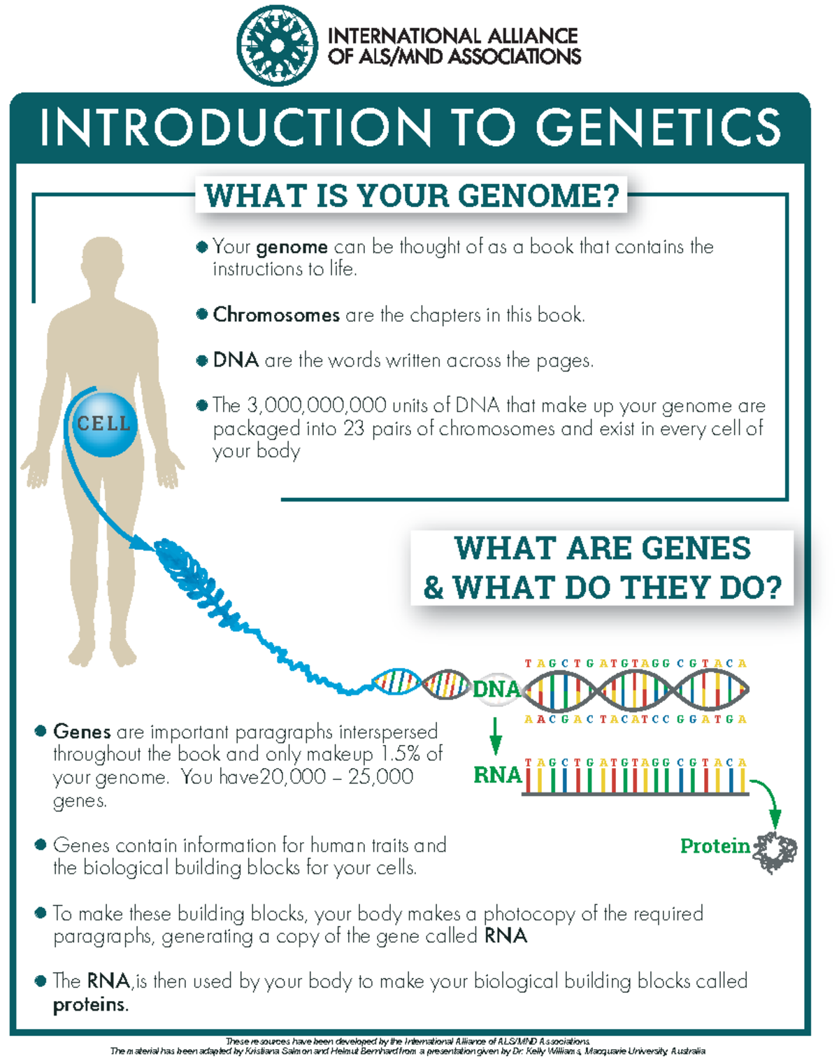 Genetics-Infographic-Alliance - INTRODUCTION TO GENETICS WHAT IS YOUR ...