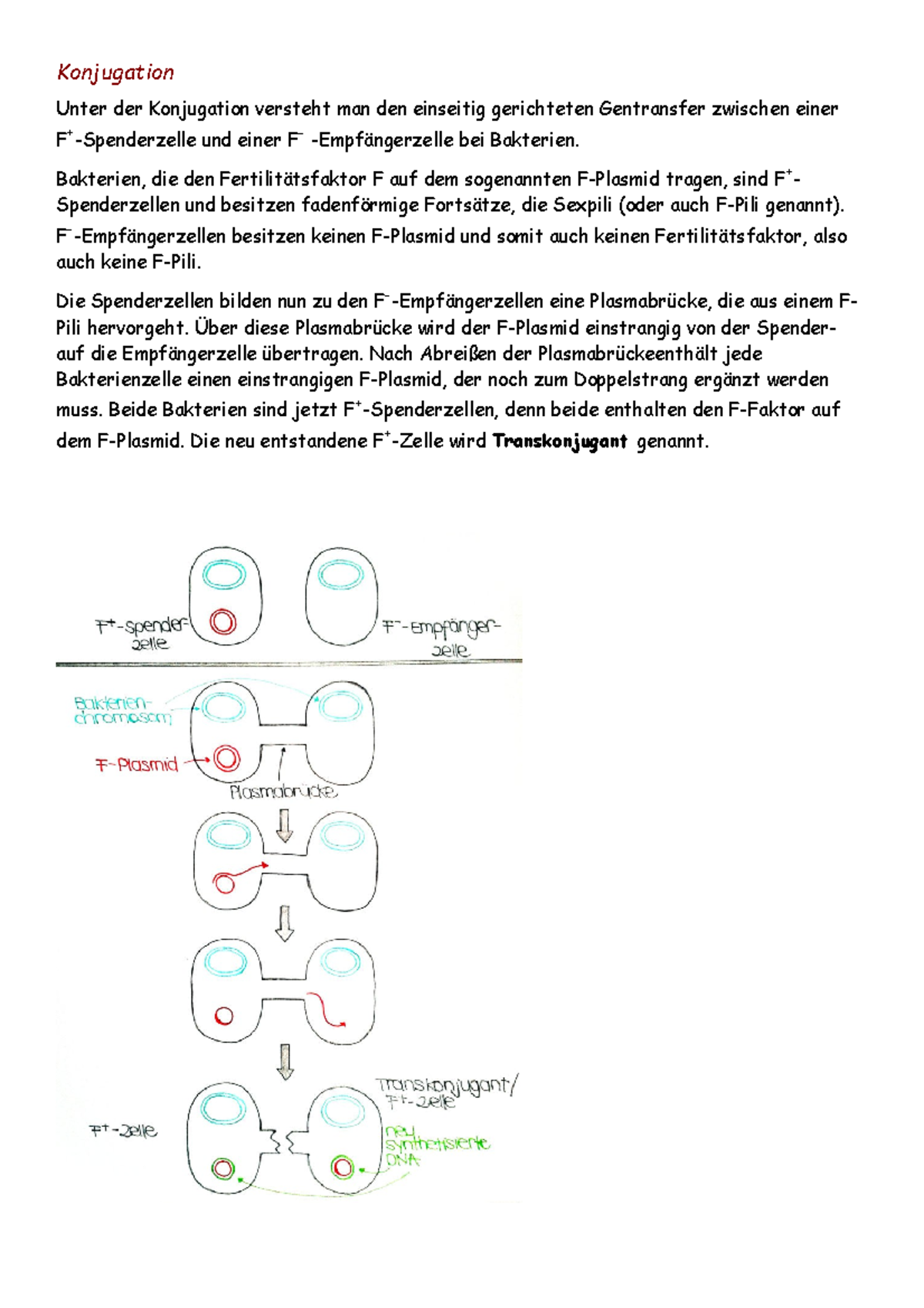 Konjugation - Bakterien, die den Fertilitätsfaktor F auf dem ...
