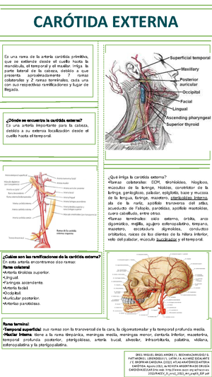 Norma 013 Resumen - NORMA Oficial Mexicana NOM-013-SSA2-2015, Para la ...