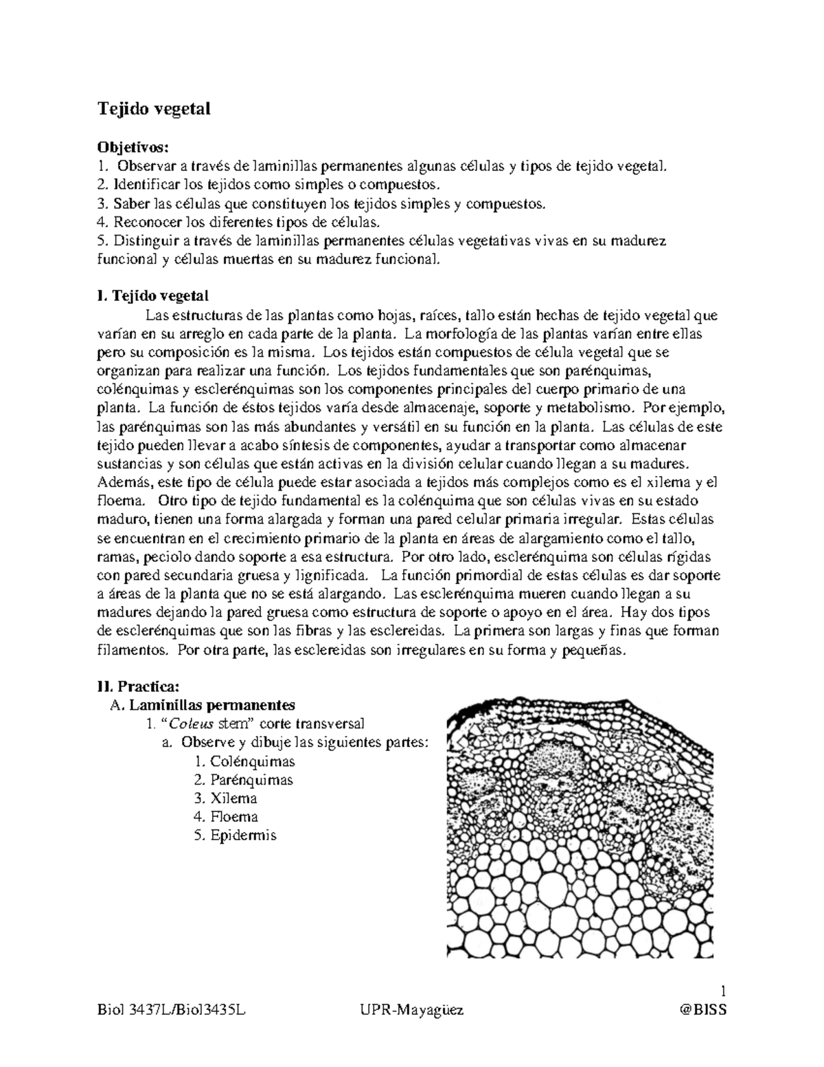 Tejido-vegetal - Tejidos vegetales - 1 Tejido vegetal Objetivos: Observar a través de laminillas ...