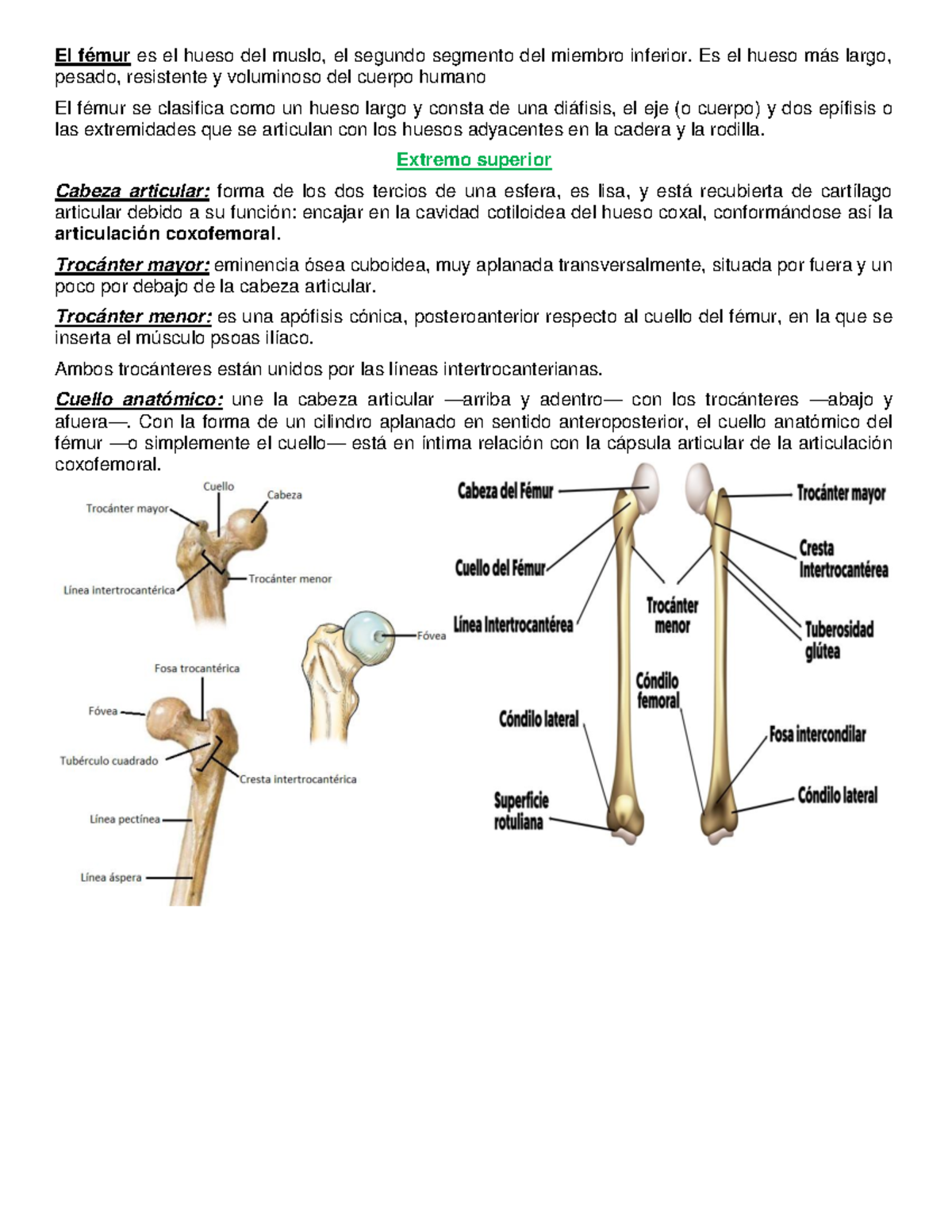 Femur 1 - El fémur es el hueso del muslo, el segundo segmento del ...