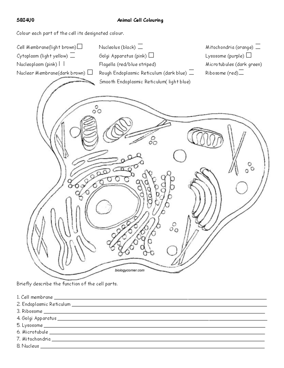 09a Animal Cell Colouring - SBI4U0 Animal Cell Colouring Colour each ...