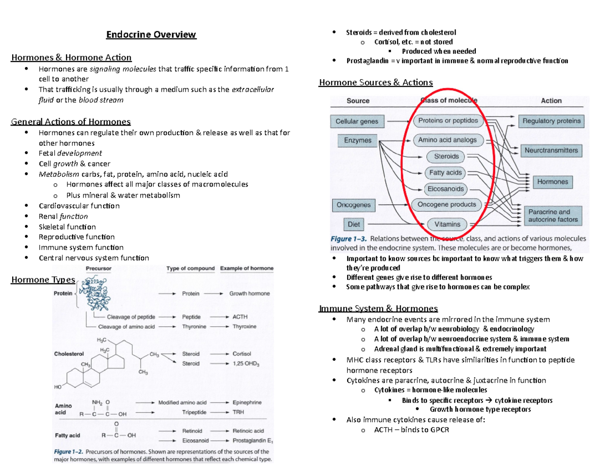 Endocrine Overview - Endocrine Overview Hormones & Hormone Action ...