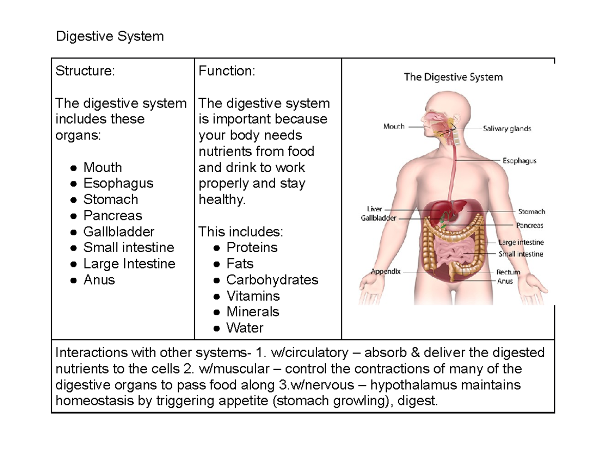 Body Systems Summary Anatomy - Digestive System Structure: The ...