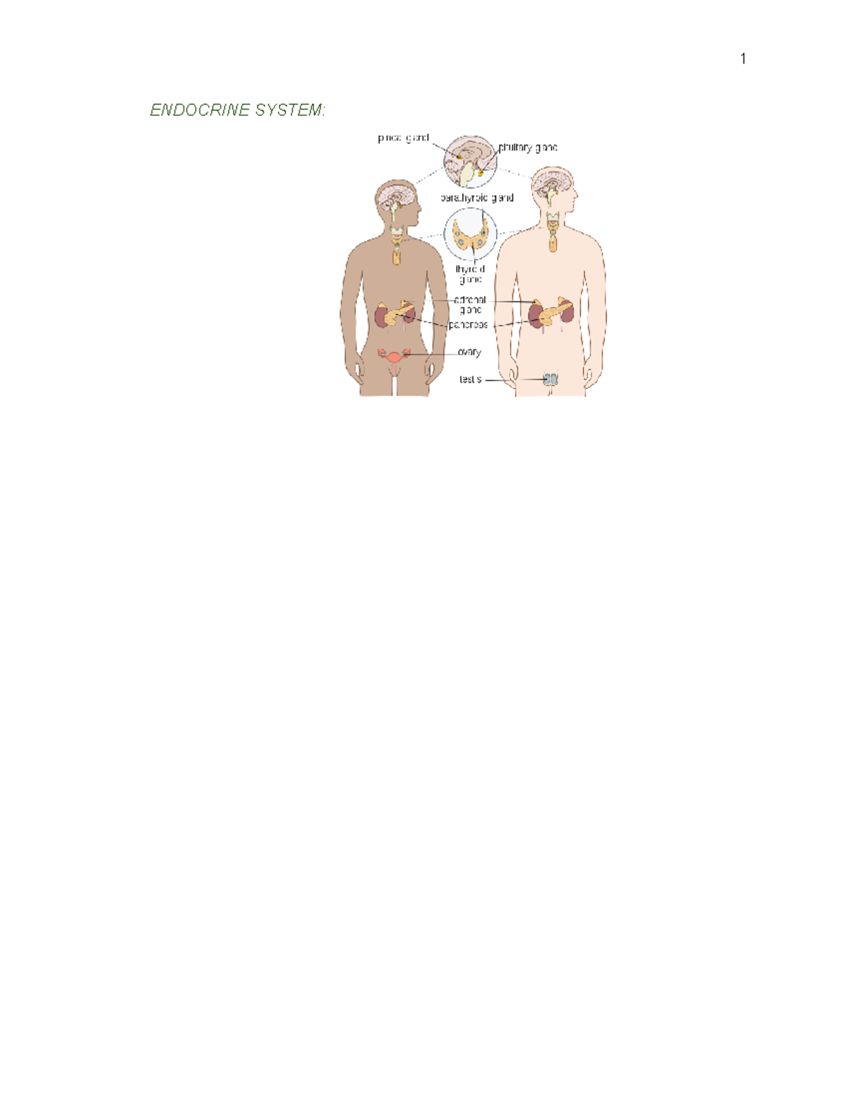 Endocrine 20MS - Competency appraisal - ENDOCRINE SYSTEM: The endocrine system is a messenger ...