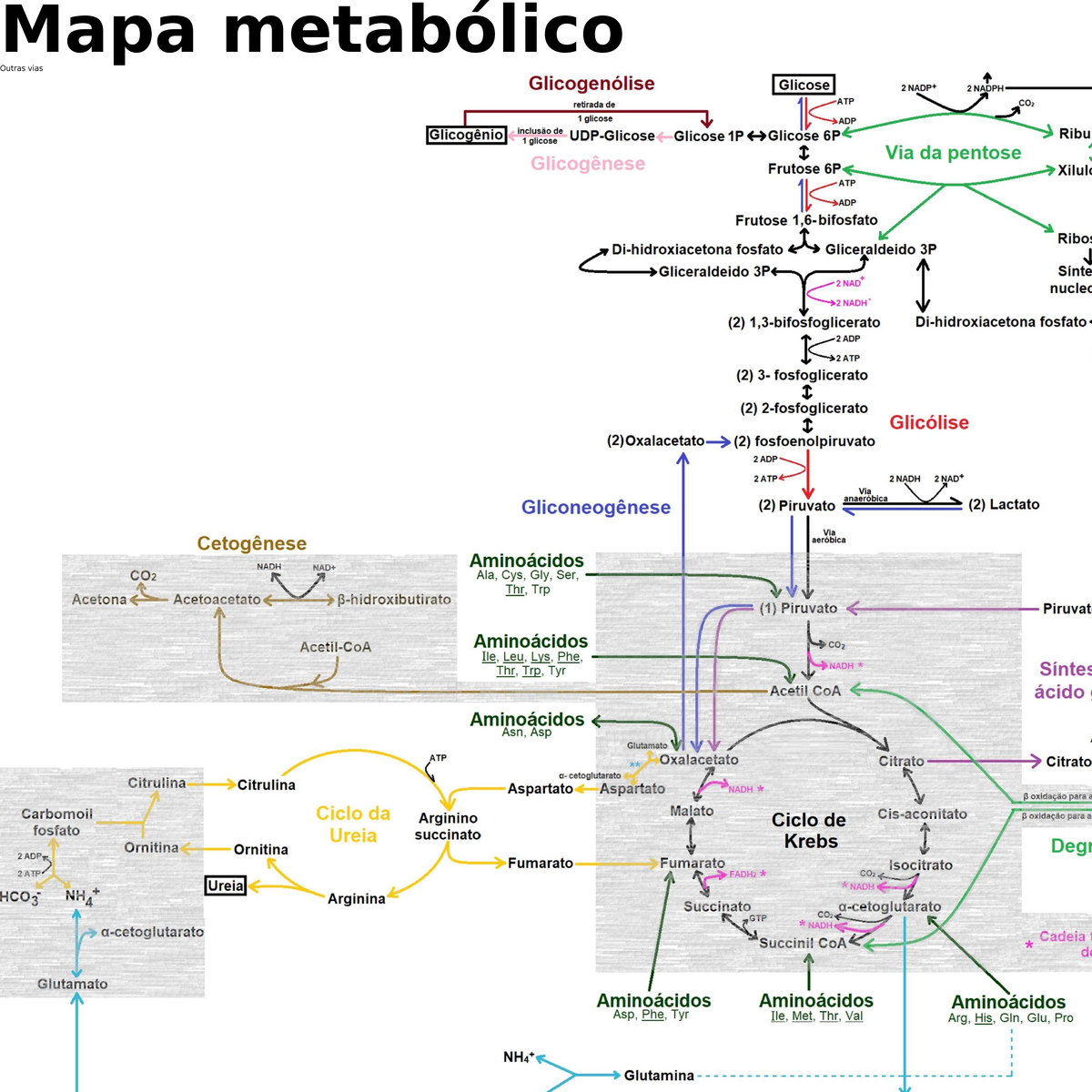 Mapa-metabólico - Mapa-metabólico - Mapa metabólico Outras vias Glicogenólise Glicose 2 2 NADPH ...