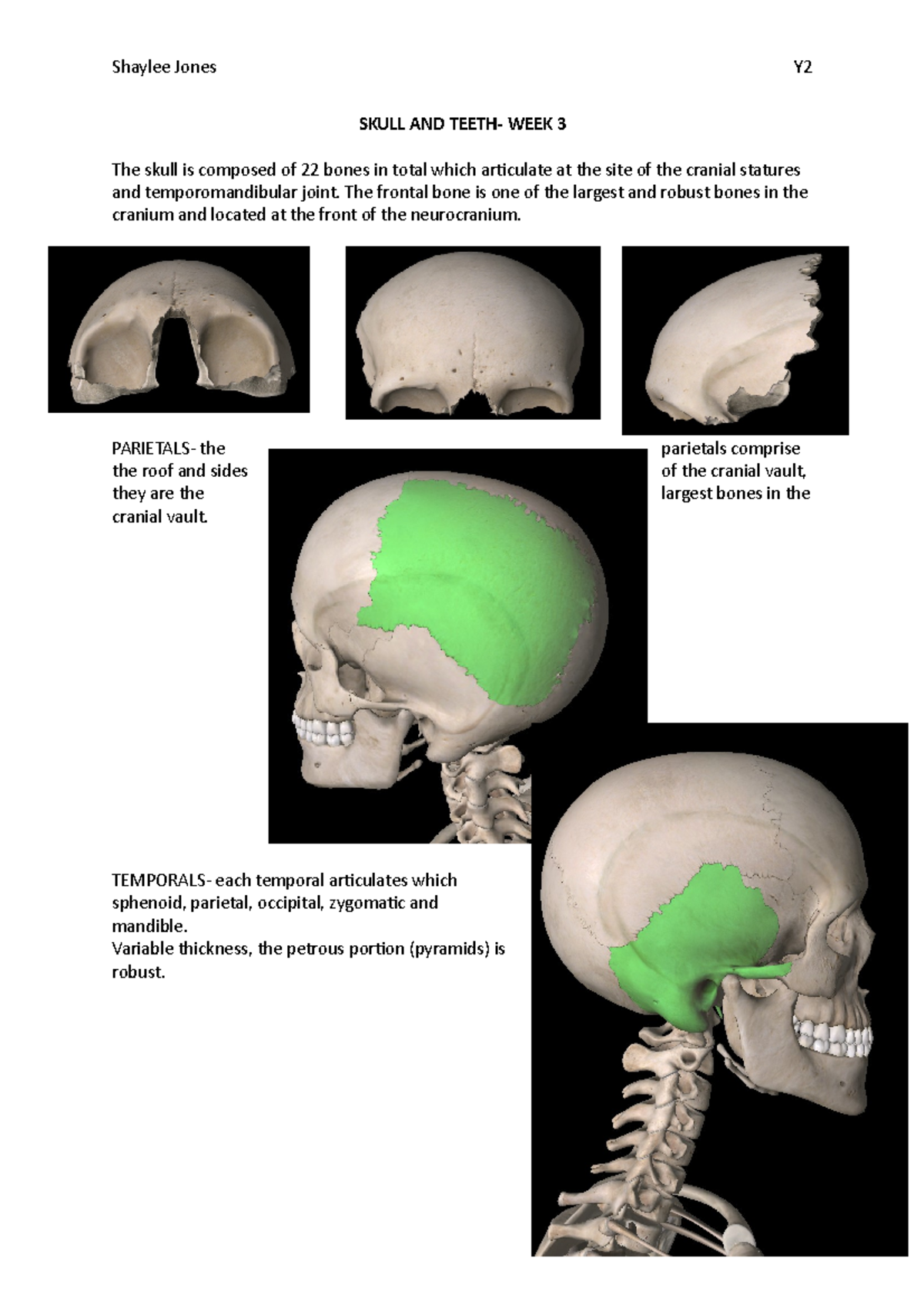 Skull AND Teeth- Lecture 3 BOE - SKULL AND TEETH- WEEK 3 The skull is ...