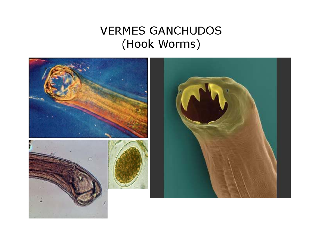 Uncinaria Stenocephala