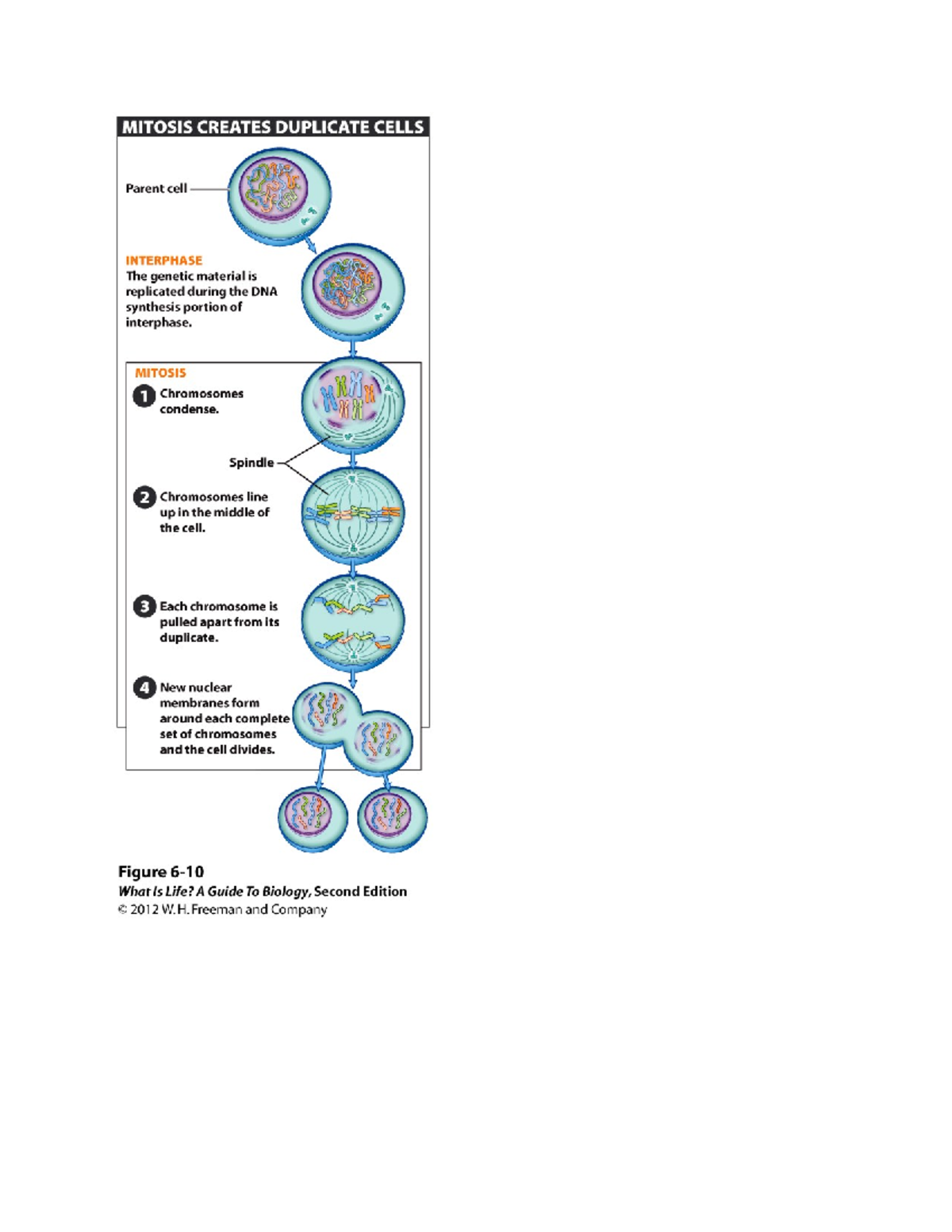 Bio Mitosis & Meiosis Visuals - MITOSIS CREATES DUPLICATE CELLS Parent ...