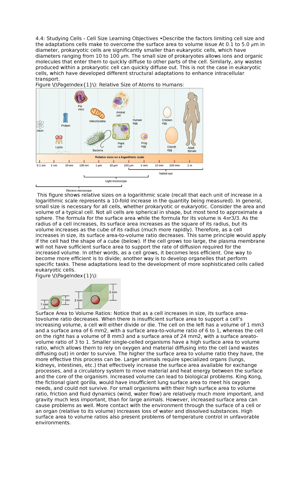 Cell Size - biology notes - 4: Studying Cells - Cell Size Learning ...