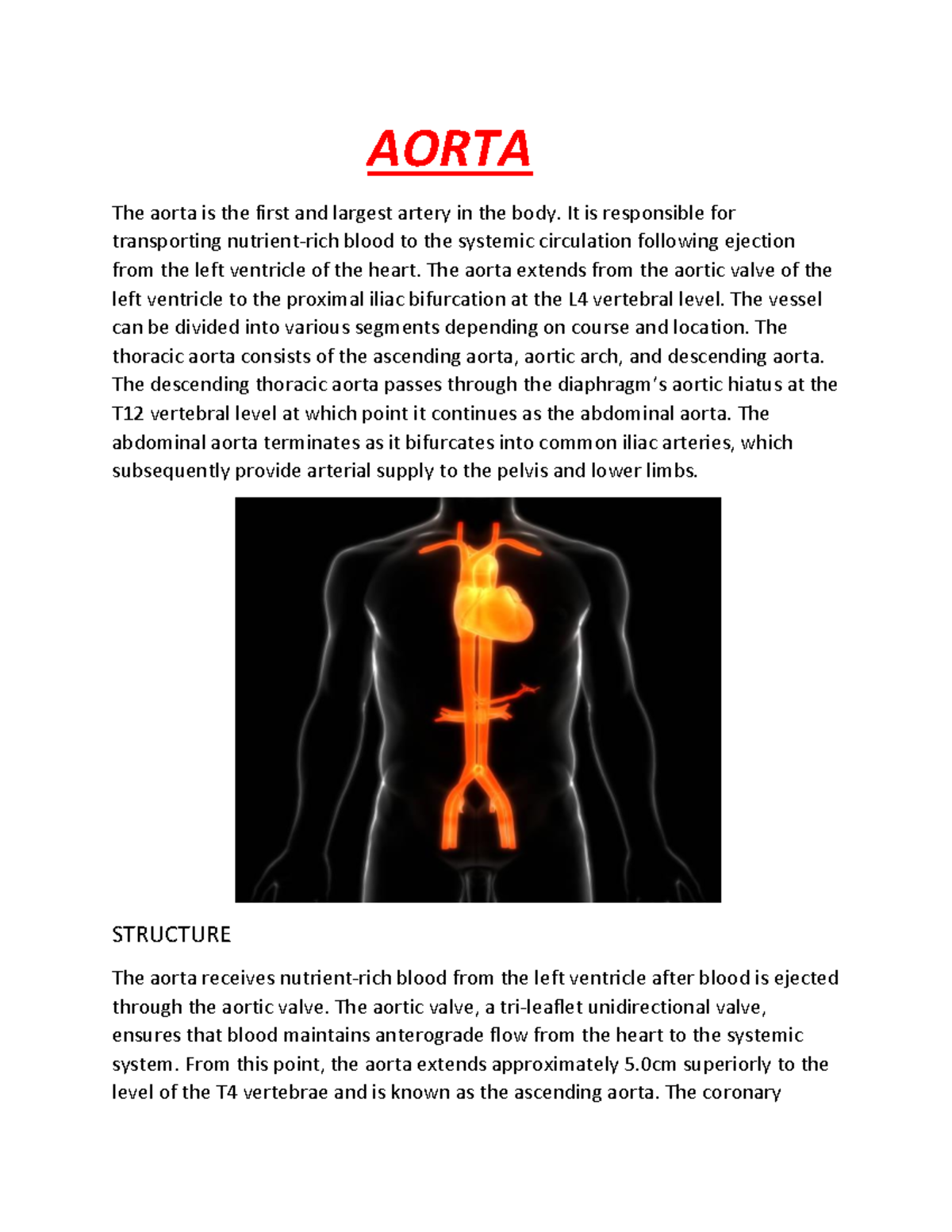 Aorta - AORTA The aorta is the first and largest artery in the body. It ...