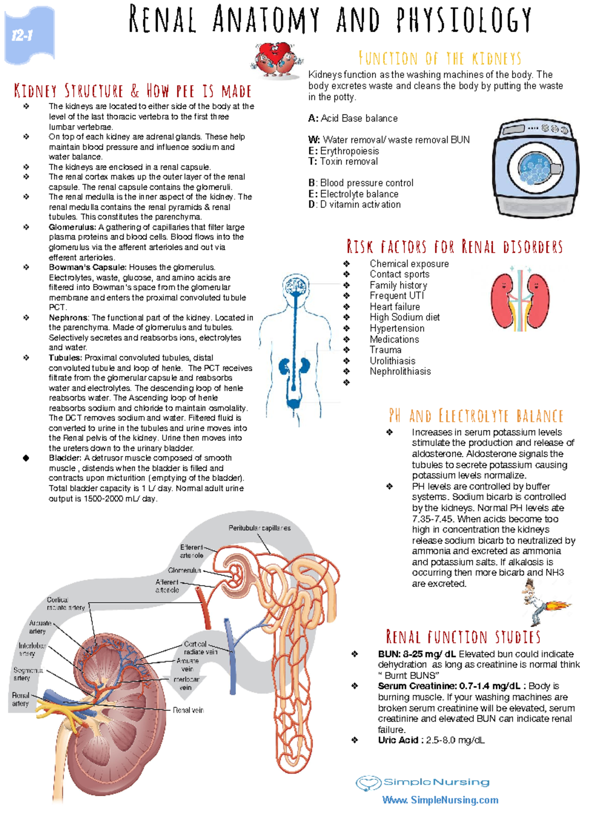 Renal SN Study Guide - n/a - Renal Anatomy and physiology 12 - 1 Kidney ...