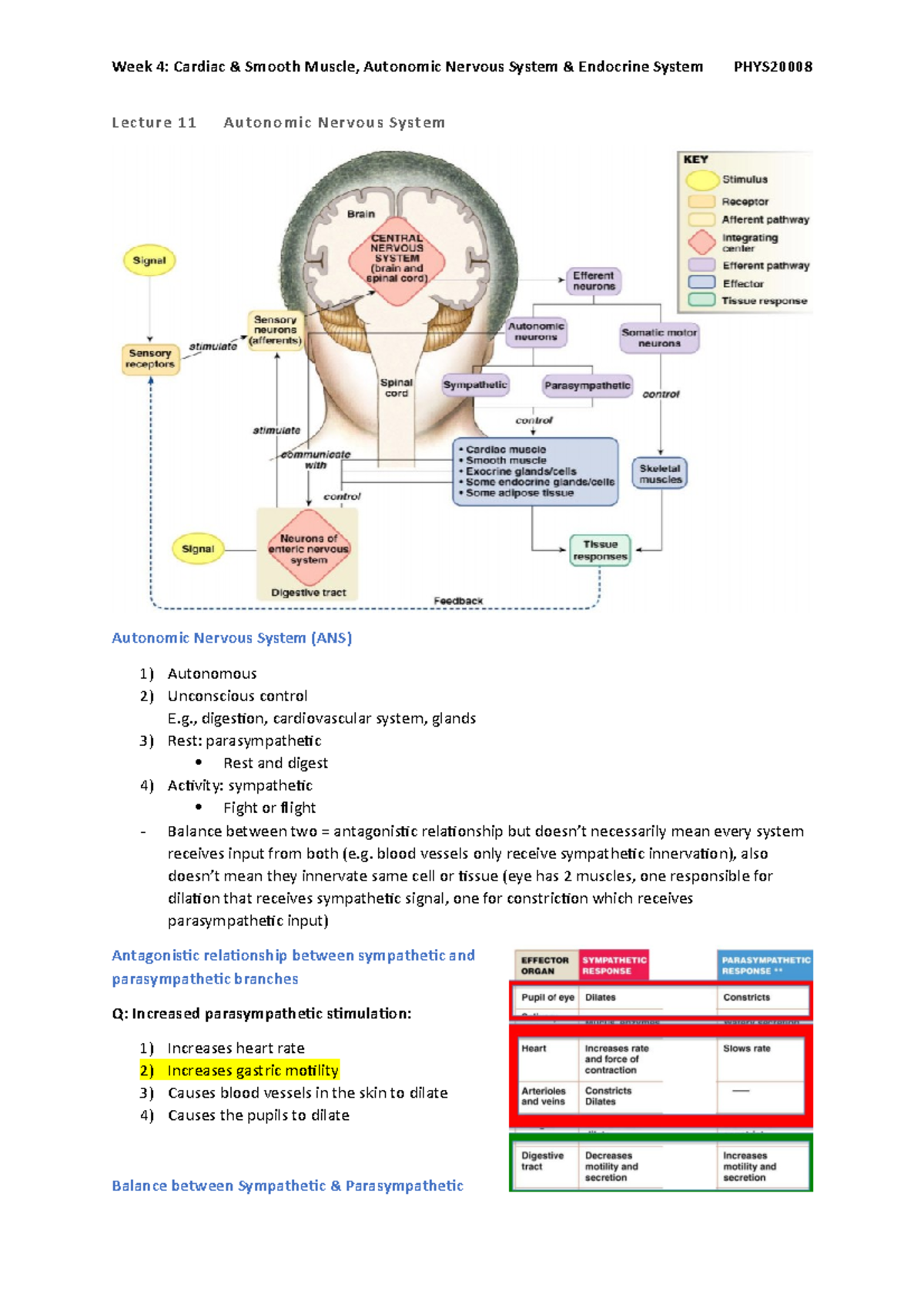 Lecture 11 - Autonomic Nervous System - Lecture 11 Autonomic Nervous ...