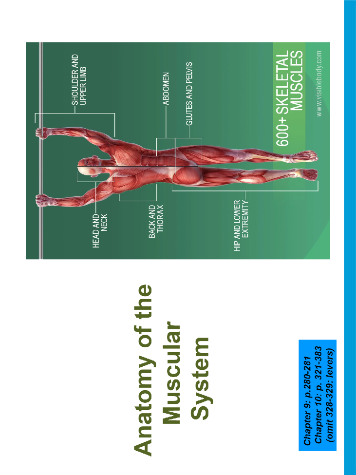 Topic 5 Anatomy of the Muscular System - ANP1106 [A] Winter 2024 ...