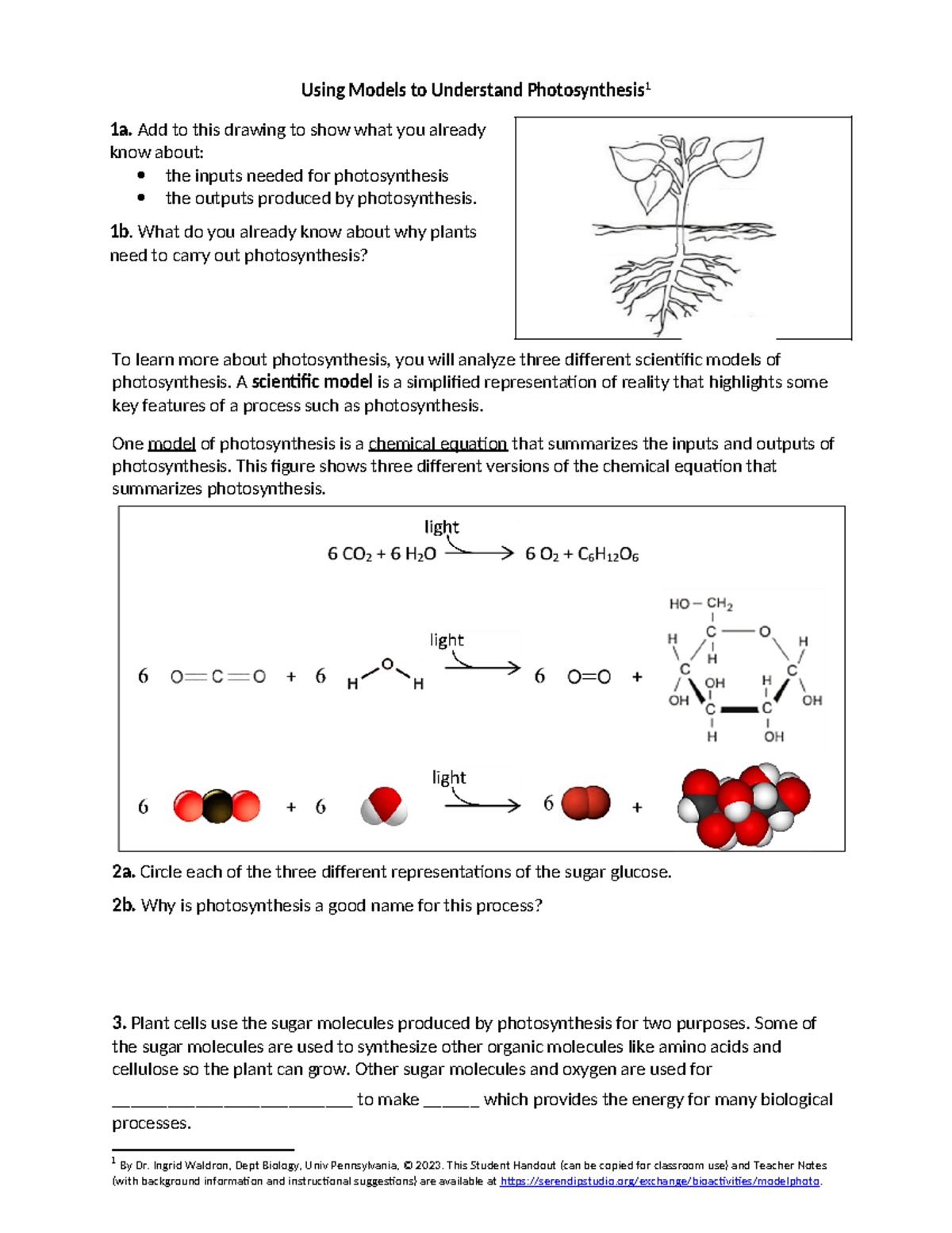 Photosynthesismodel SHO - Using Models to Understand Photosynthesis 1 ...