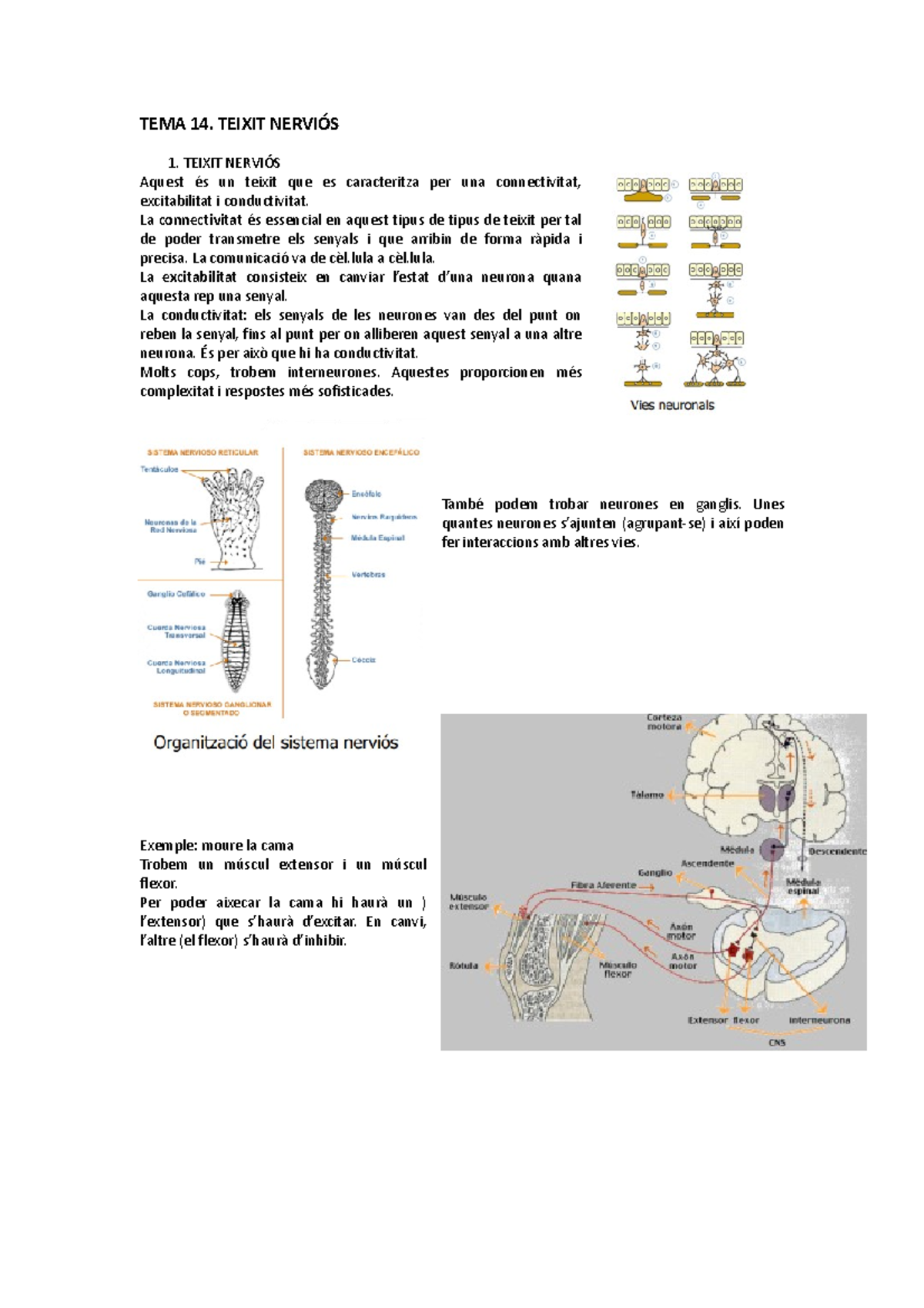 TEMA 14 - TEMA 14. TEIXIT NERVIÓS 1. TEIXIT NERVIÓS Aquest és un teixit ...