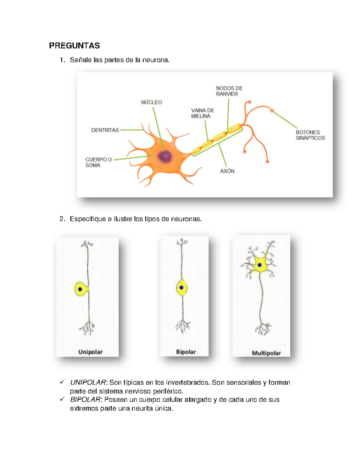 Preguntas Neurona - cuadernillo - PREGUNTAS Señale las partes de la ...
