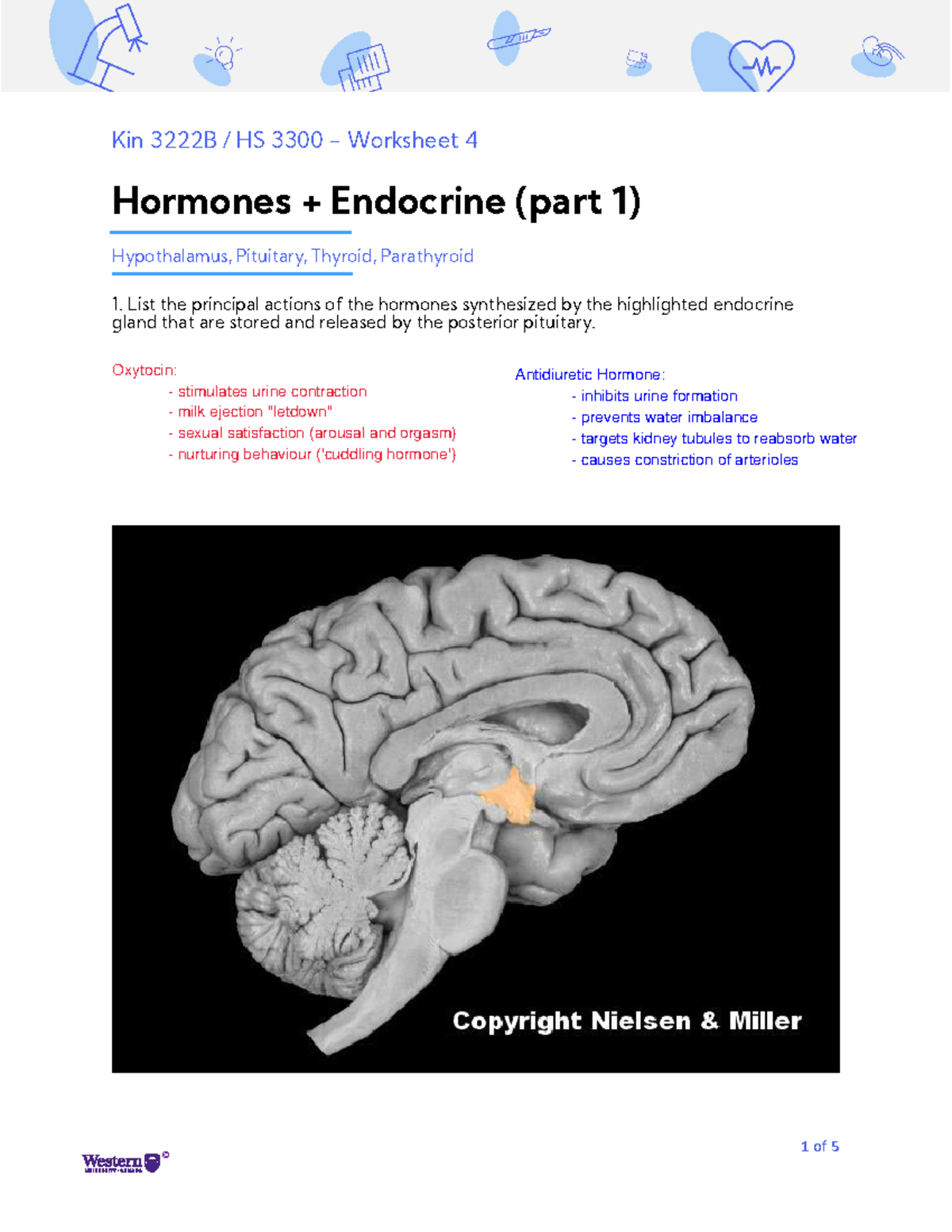 Worksheet week 4 - good study - 1 of 5 Kin 3222B / HS 3300 - Worksheet ...