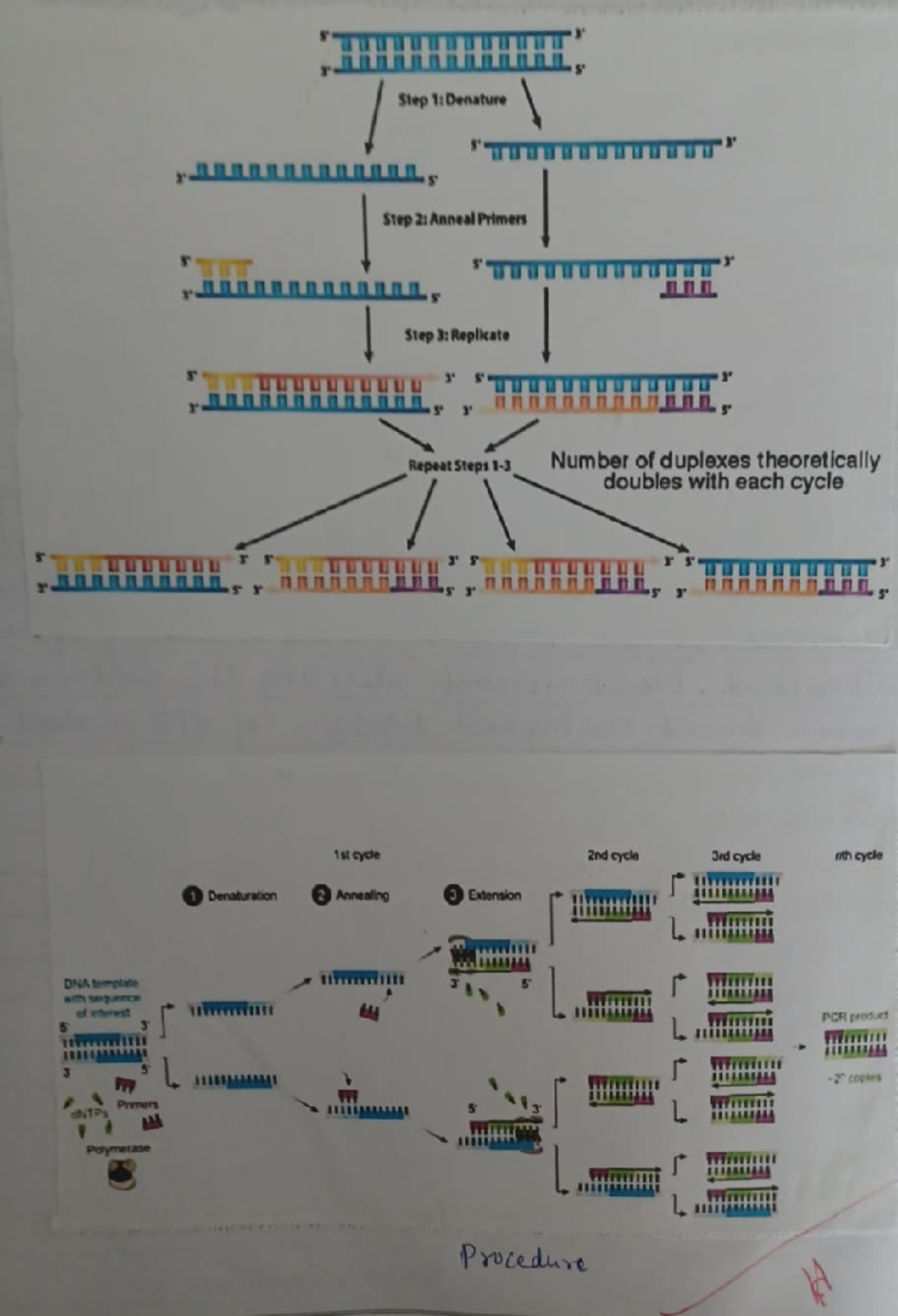 PCR DNA fingerprinting - DNA tplate with segence ef ntest Prmers ...
