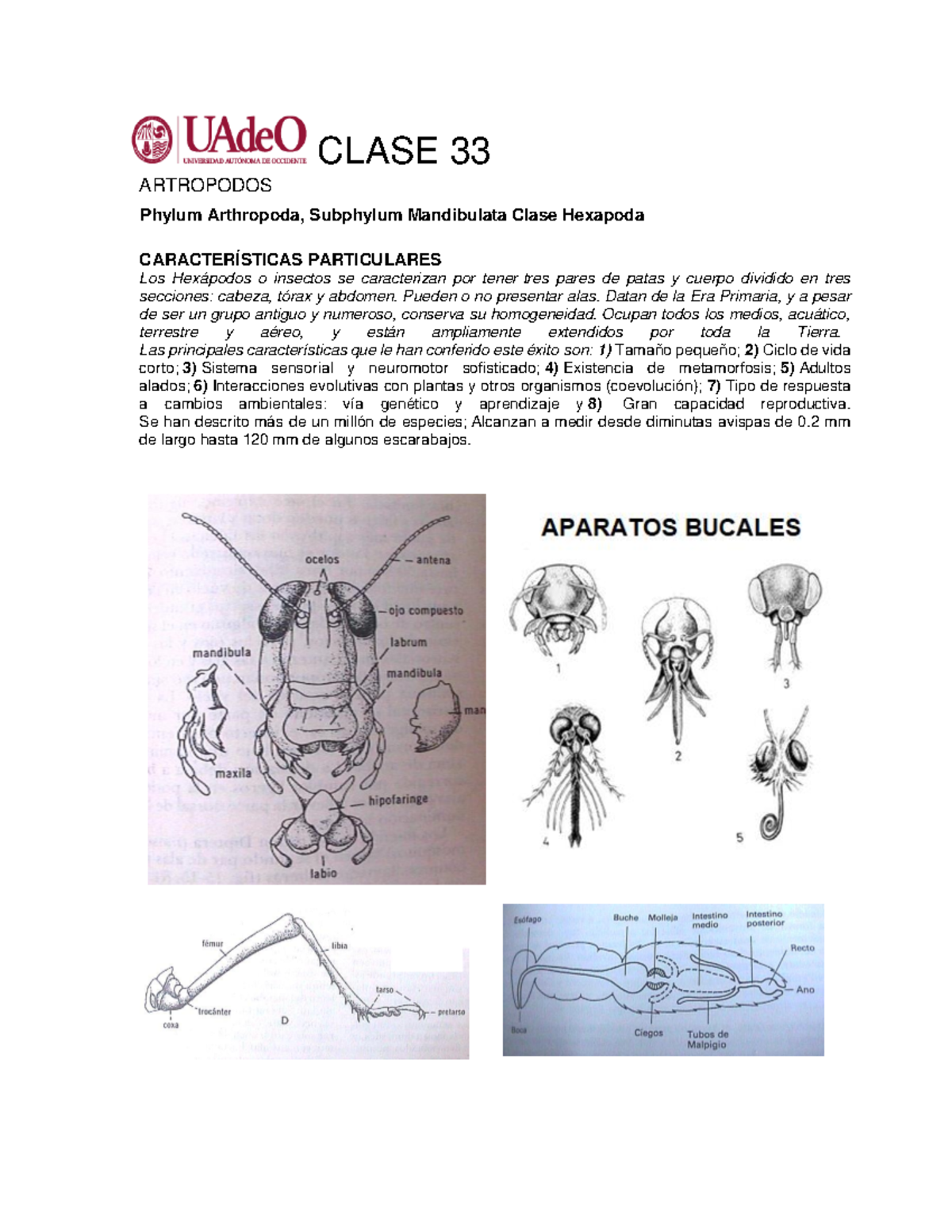 Phylum Arthropoda, Subphylum Mandibulata Clase Hexapoda - CLASE 33 ...