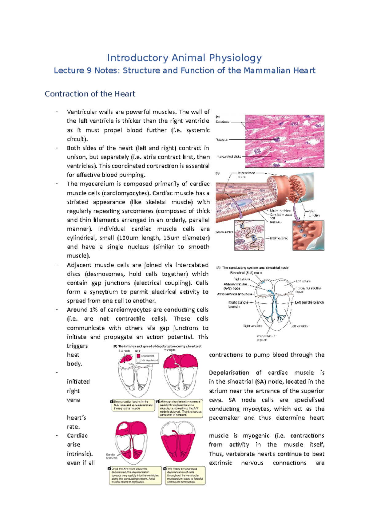 Lecture 9 Notes (The Mammalian Heart) - Introductory Animal Physiology ...