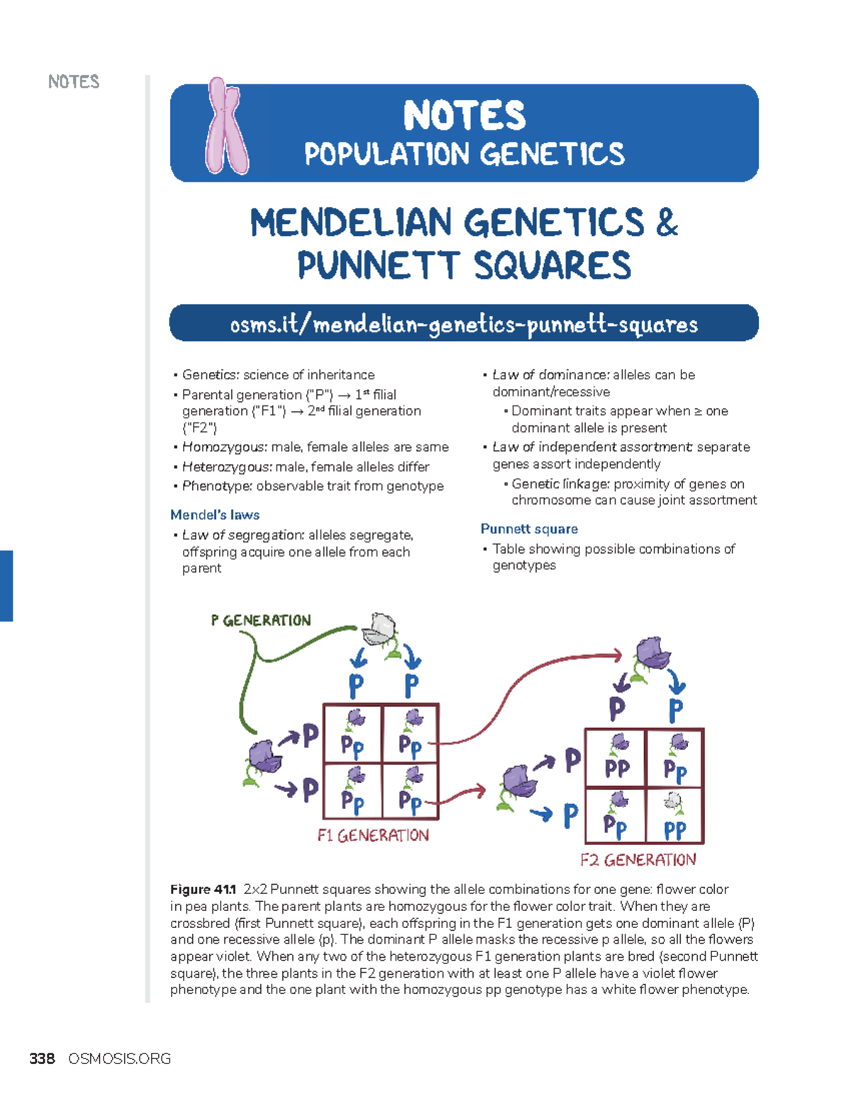 13 - N/A - NOTES Genetics: science of inheritance Parental generation ...