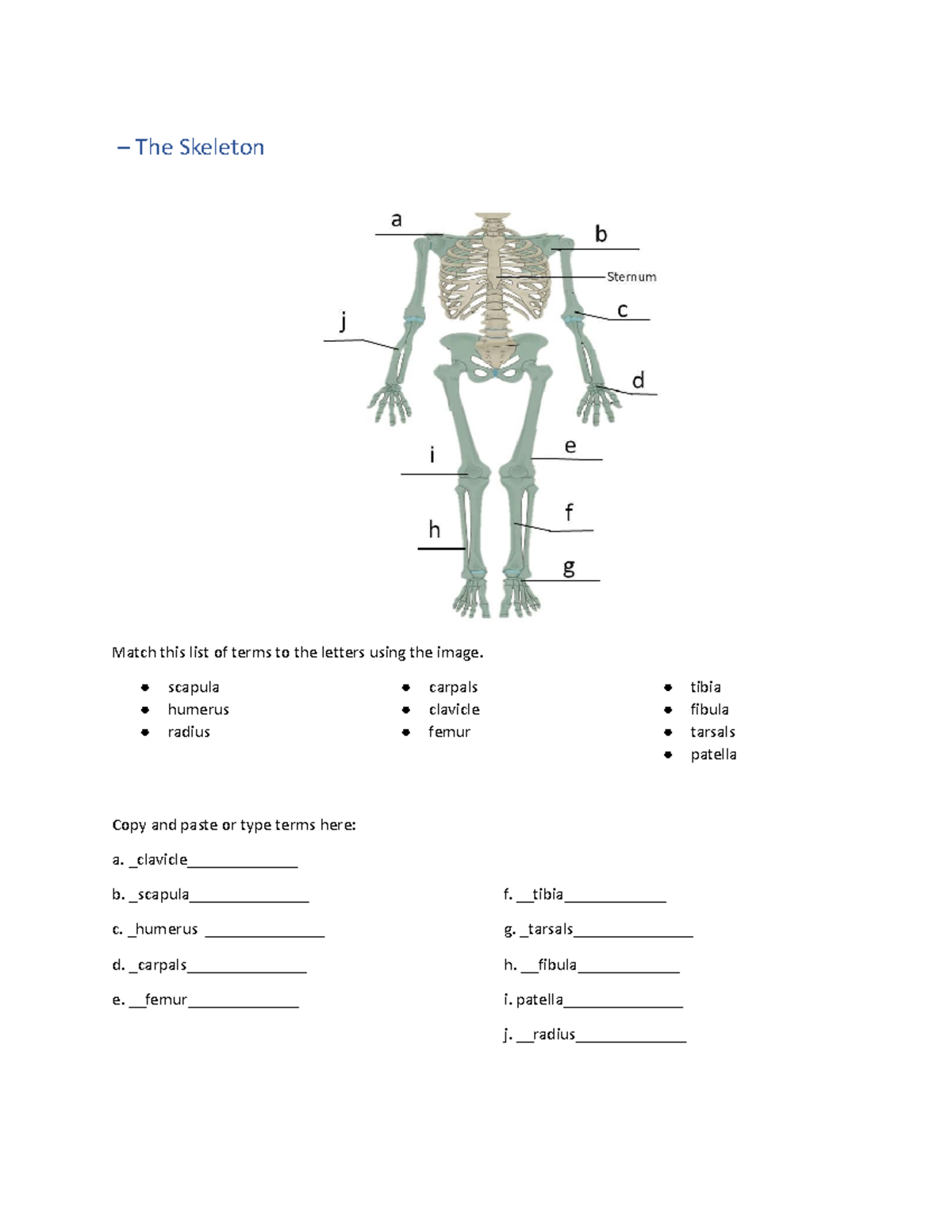 Sc144 Unit 2 Lab Assignment Form The Skeleton Match This List Of Terms To The Letters Using
