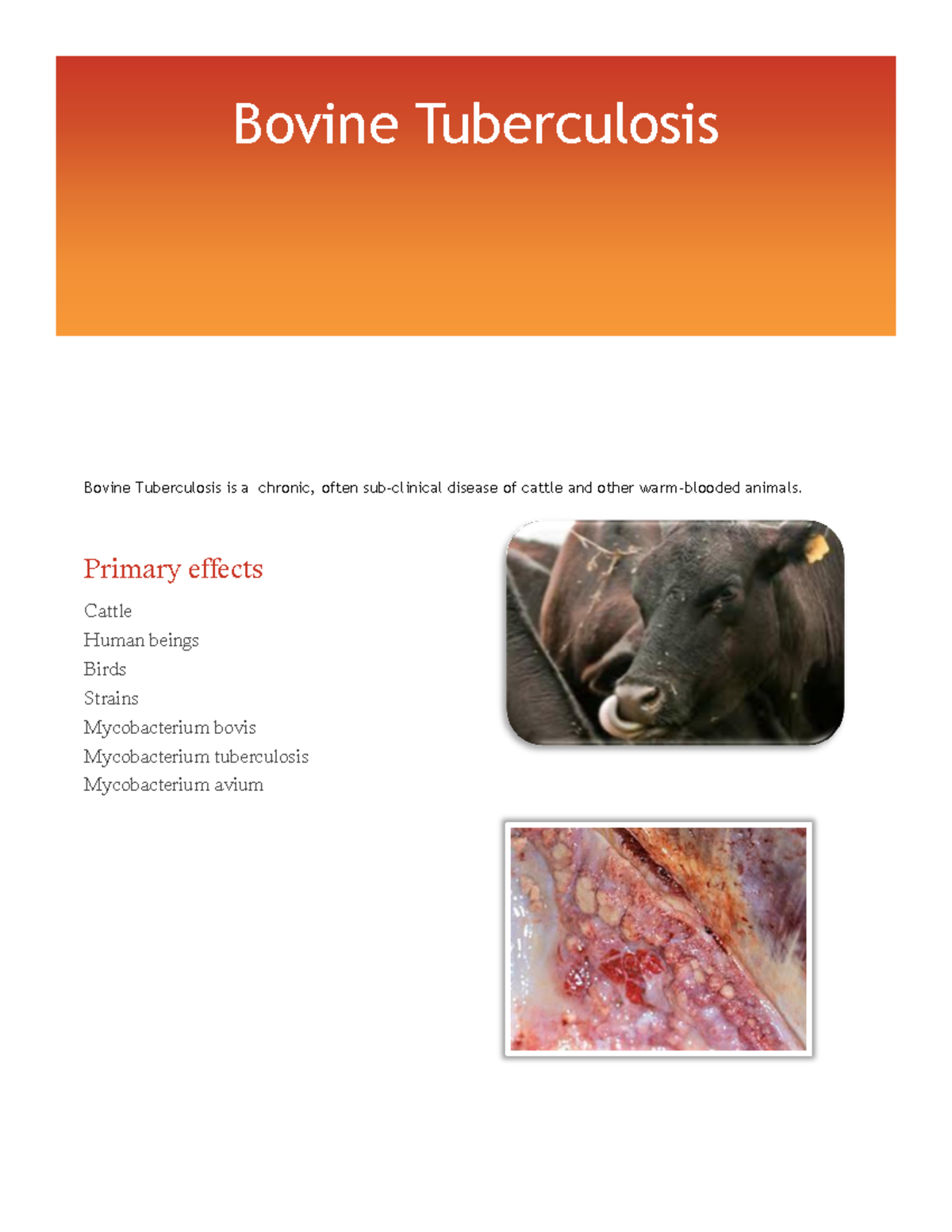 Document (6)e - Note - AME1501 - Bovine Tuberculosis is a chronic ...
