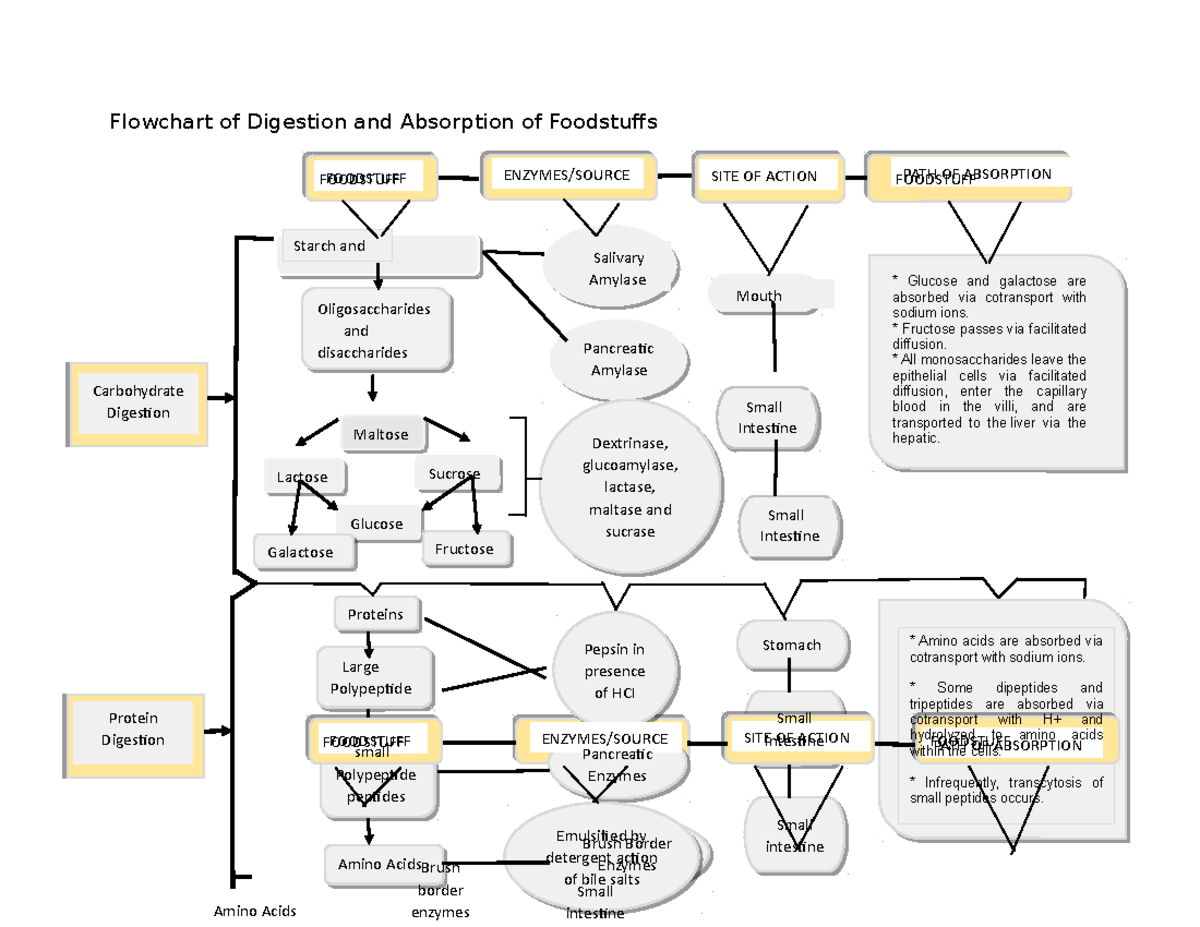 Flowchart of Digestion and Absorption of Foodstuffs - Flowchart of ...
