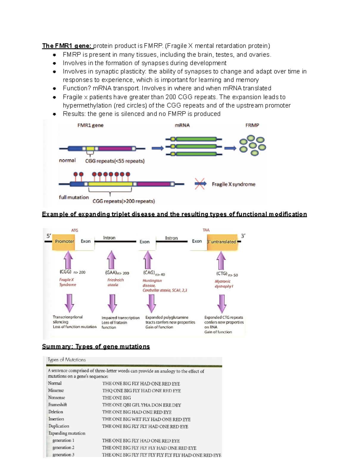 Medical Genetics Powerpoint 3 Part 2 - The FMR1 gene: protein product ...