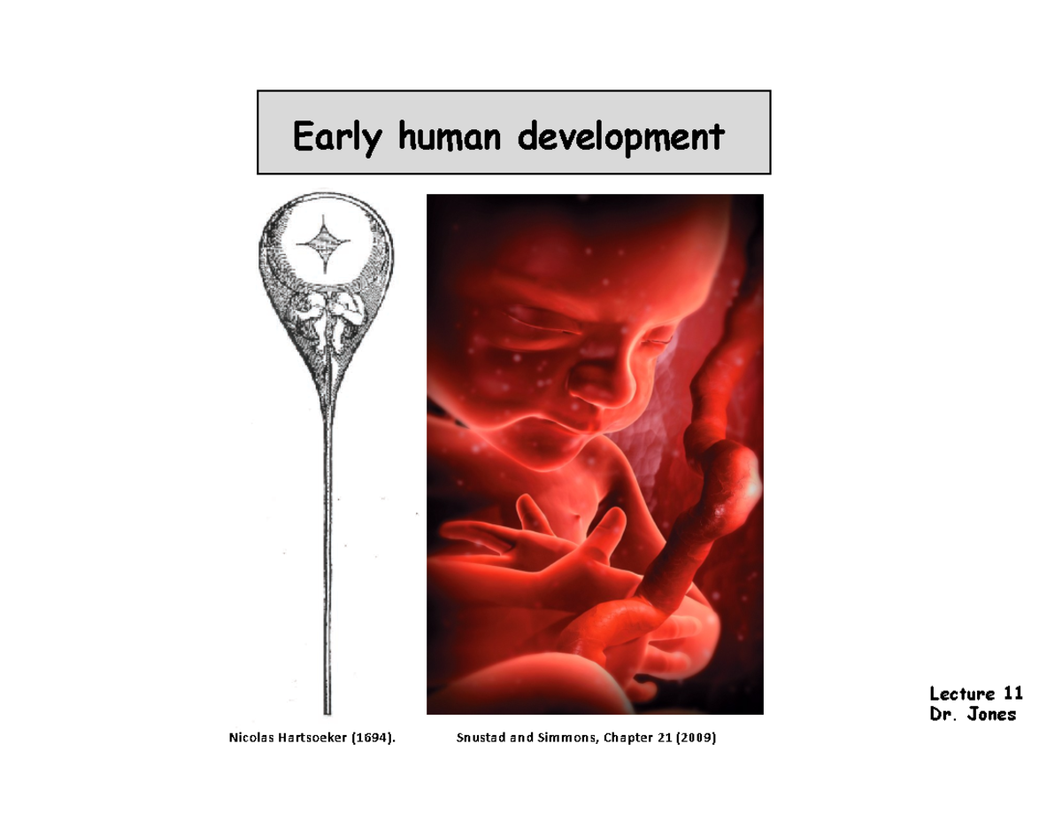 11-Early human development-W21 - Mbg4080 - U of G - Studocu